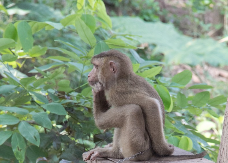 Did a monkey bite you? - Economy Traveller