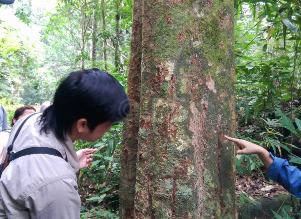 Langkawi: 8 out of the ordinary things to try - Economy Traveller