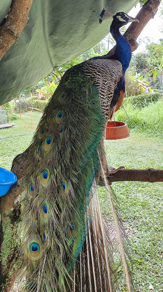 Let's Go: Kebun Kebun Bangsar Community Garden - Economy Traveller